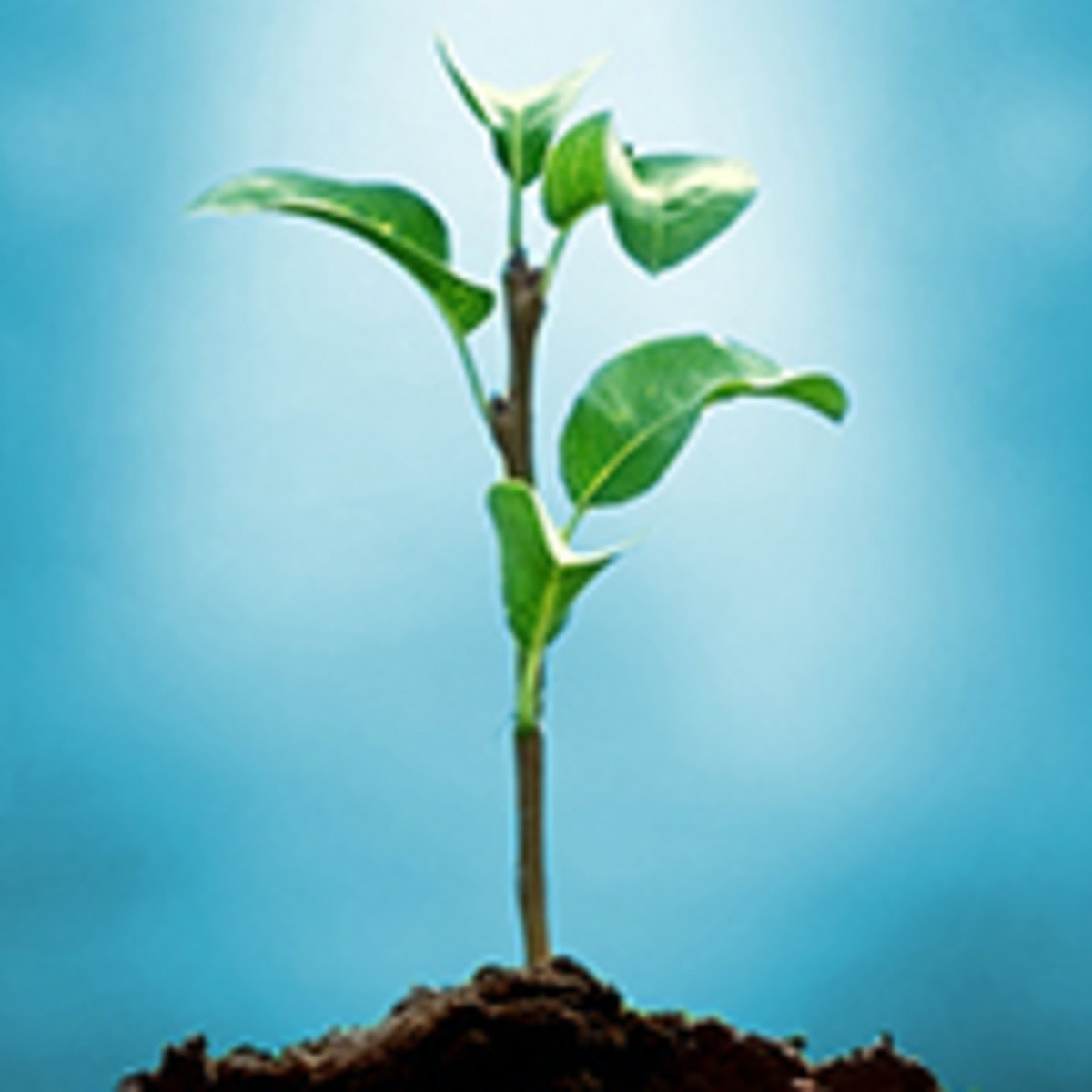 Understanding Plants - Part II: Fundamentals of Plant Biology | Datafloq