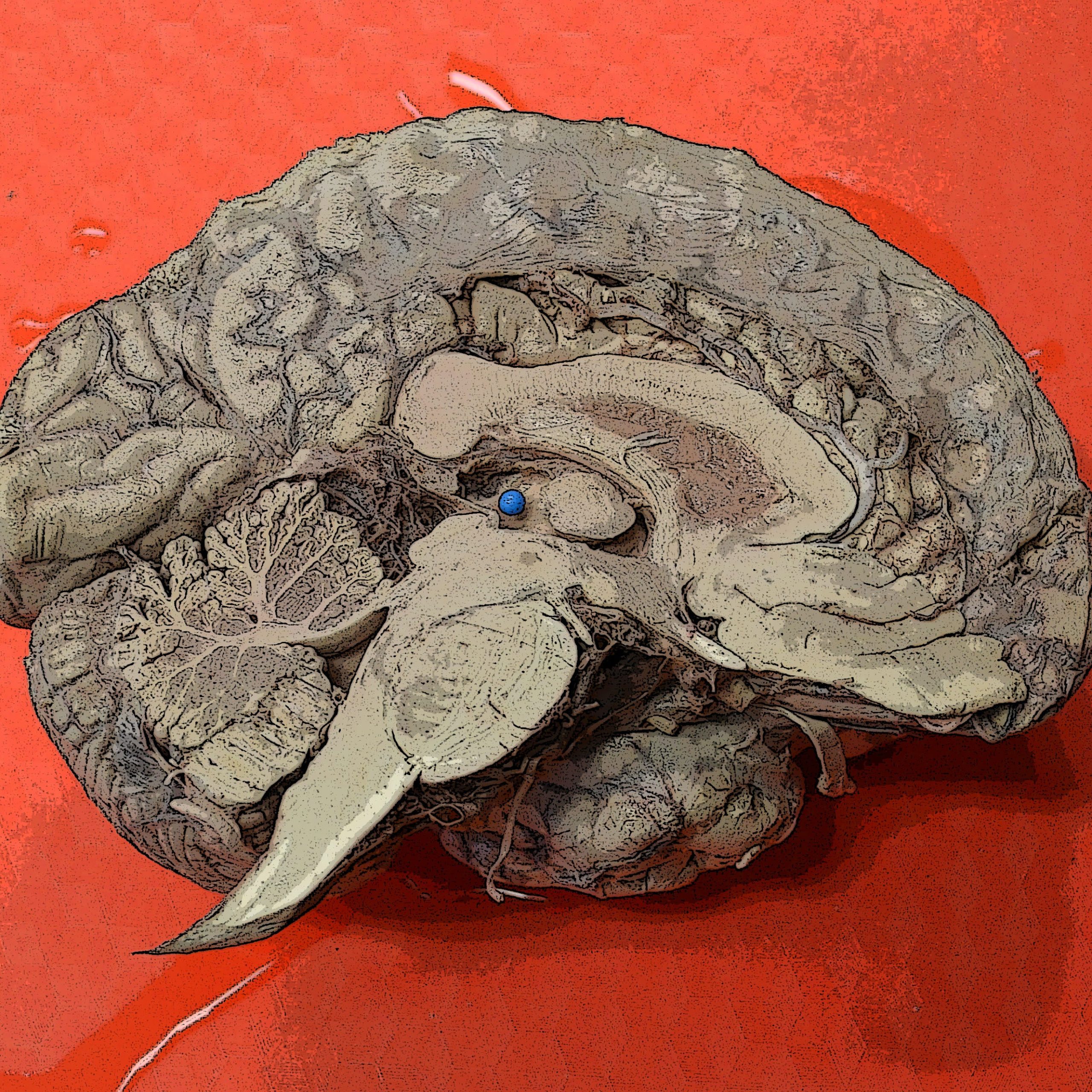 Understanding the Brain: The Neurobiology of Everyday Life | Datafloq