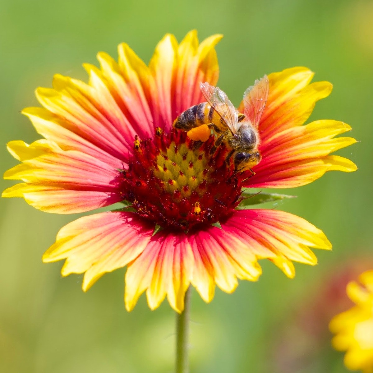 Introduction to Biology: Ecology | Datafloq