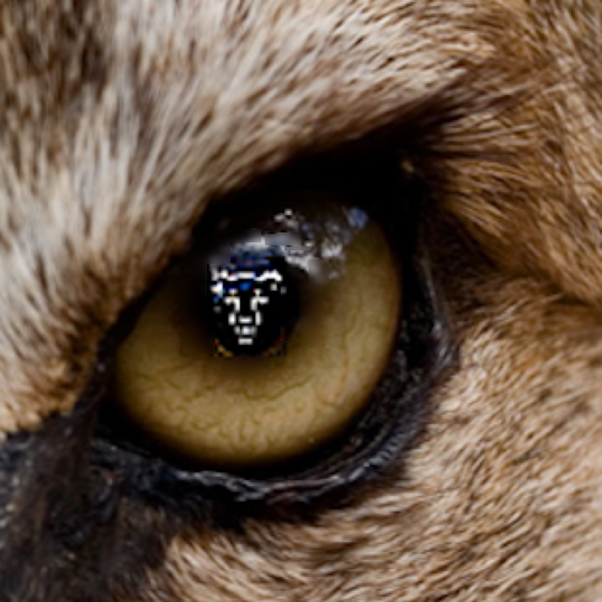 Security and Privacy in TOR Network | Datafloq