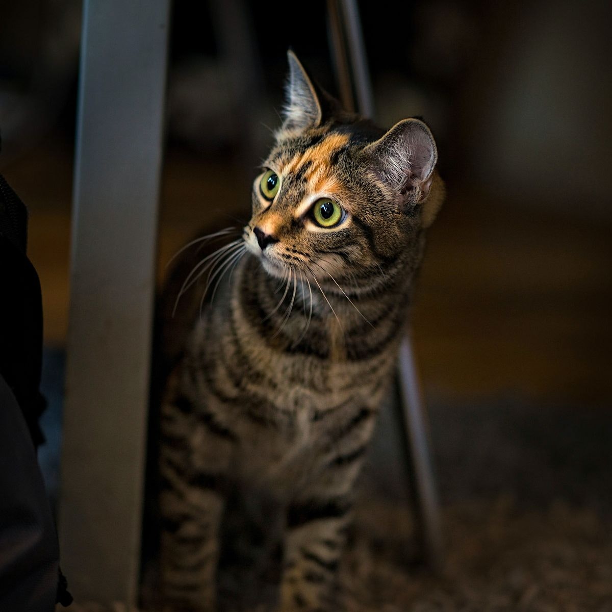 The Changing Status and Perception of Animals | Datafloq