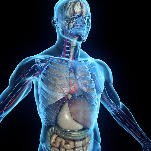 Human Anatomy and Medical Terminology Fundamentals | Datafloq